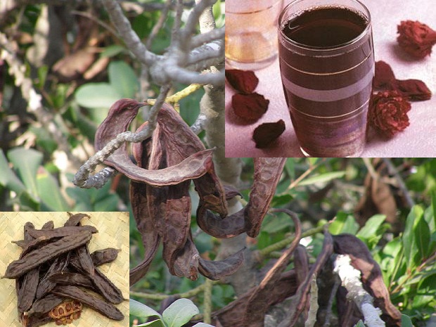 الخروب وفوائده الصحية تعرف عليها الان